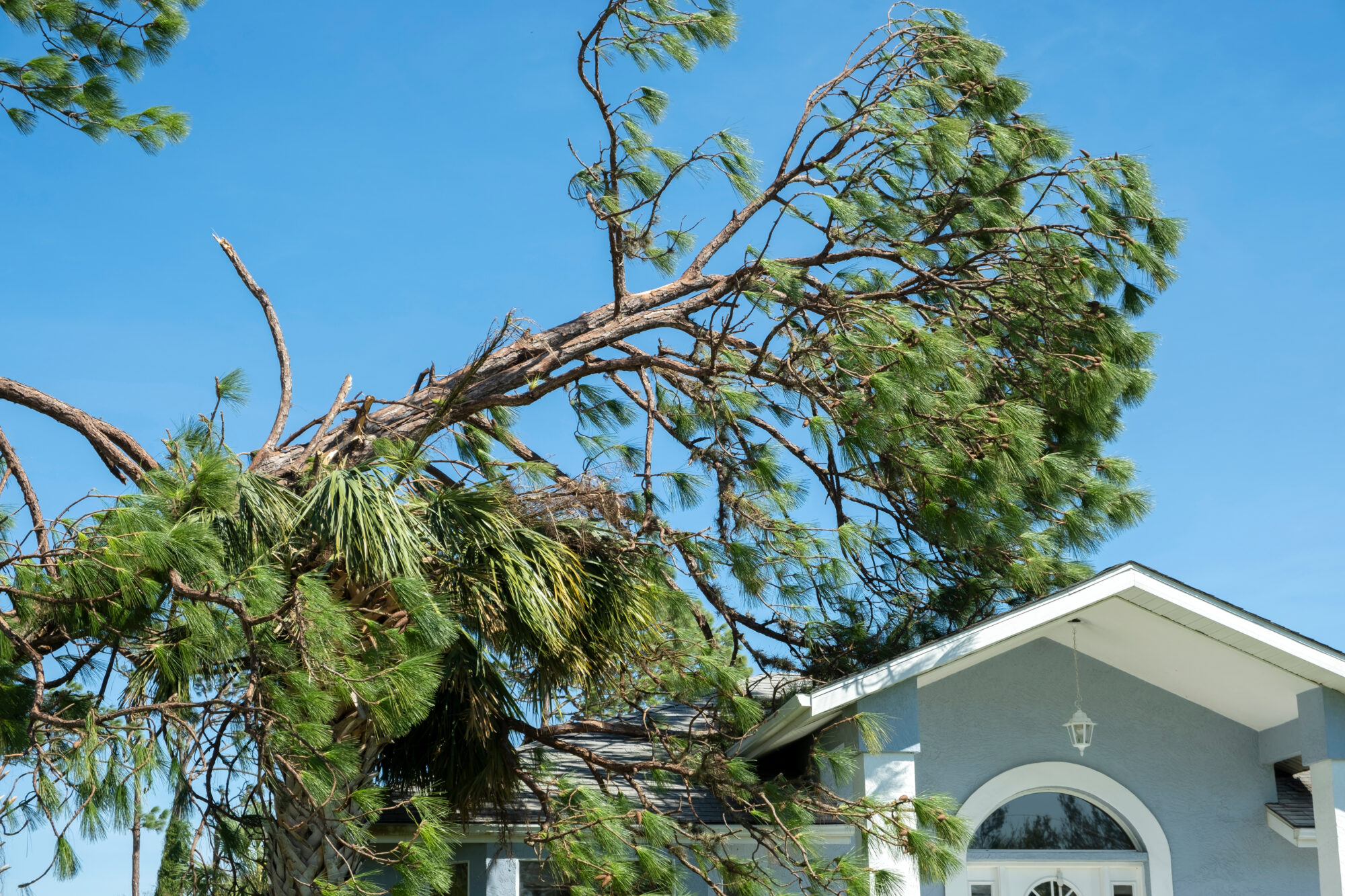 How Does Tree Overhang Affect Your Roof's Longevity?